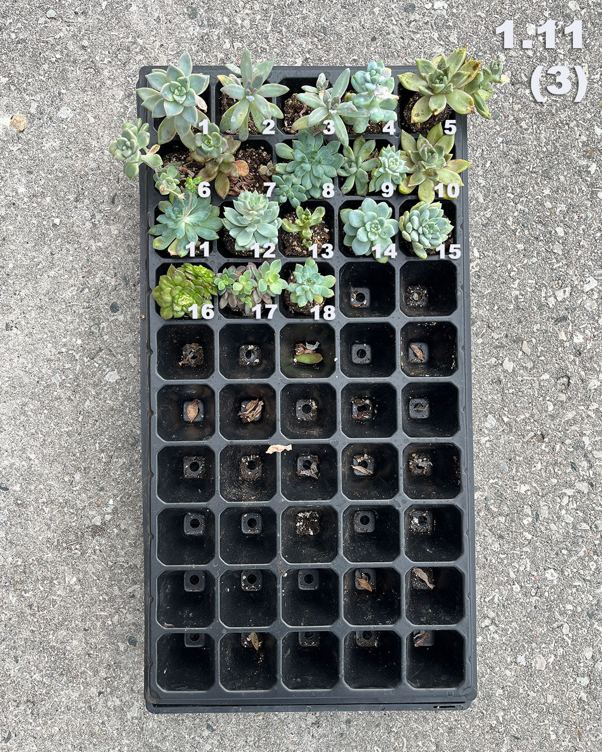 1.11 (3) Baby/Small Local Succulents (1-100) – Springer Hobbies