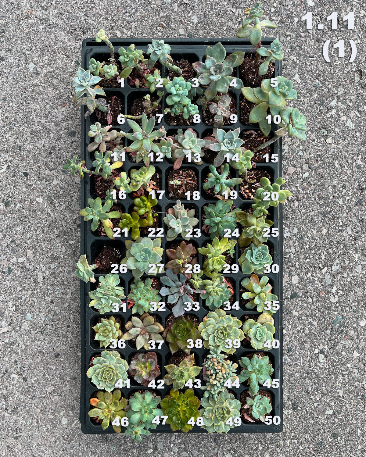 1.11 (1)(2) Baby/Small Local Succulents (1-100) – Springer Hobbies