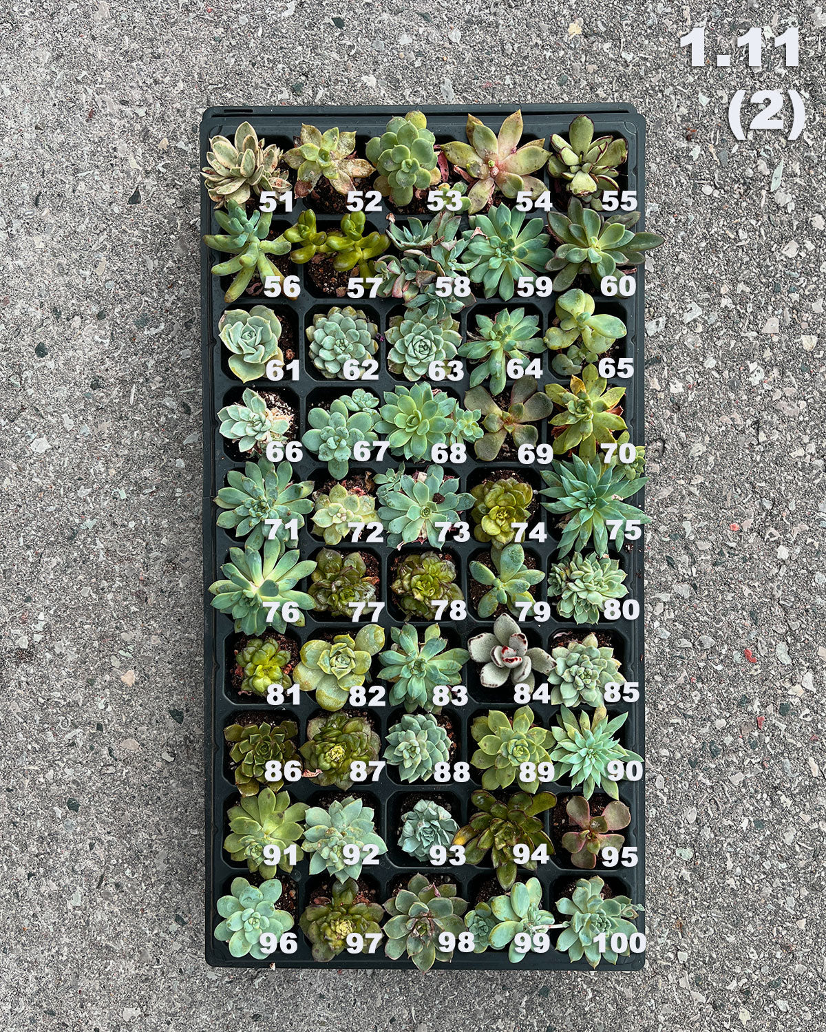 1.11 (1)(2) Baby/Small Local Succulents (1-100) – Springer Hobbies