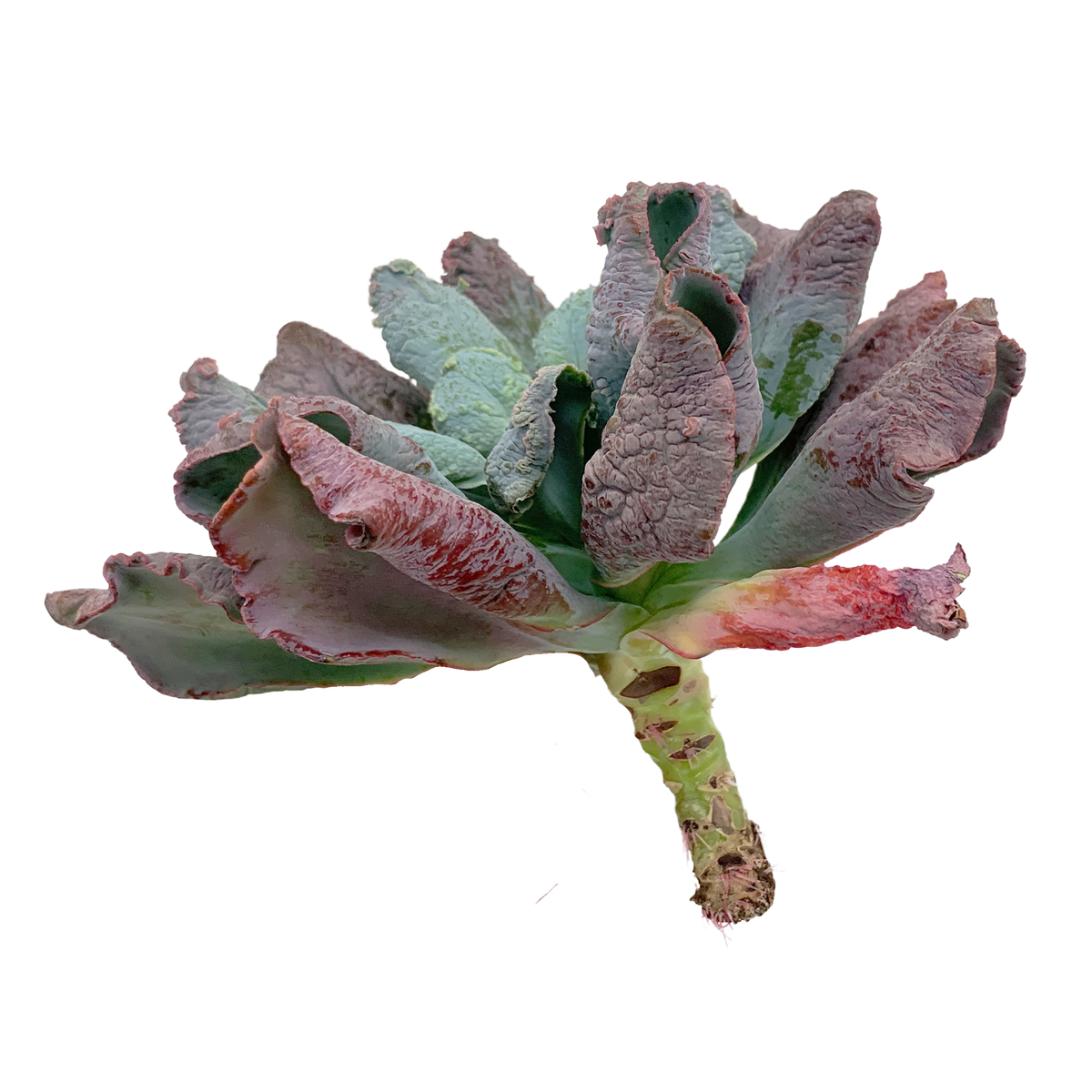 Echeveria Nicholas – Springer Garden