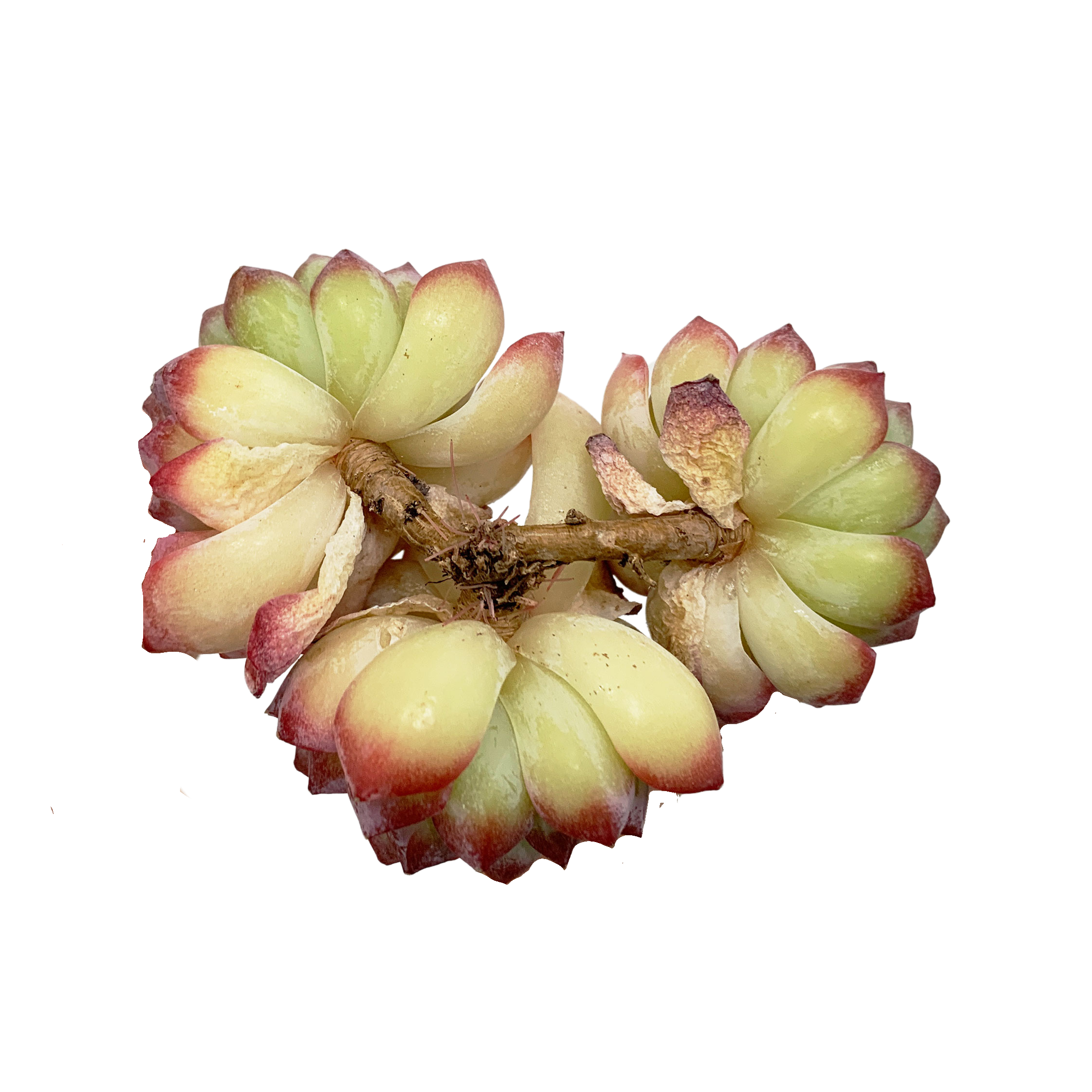 Echeveria Desert Rose – Springer Garden
