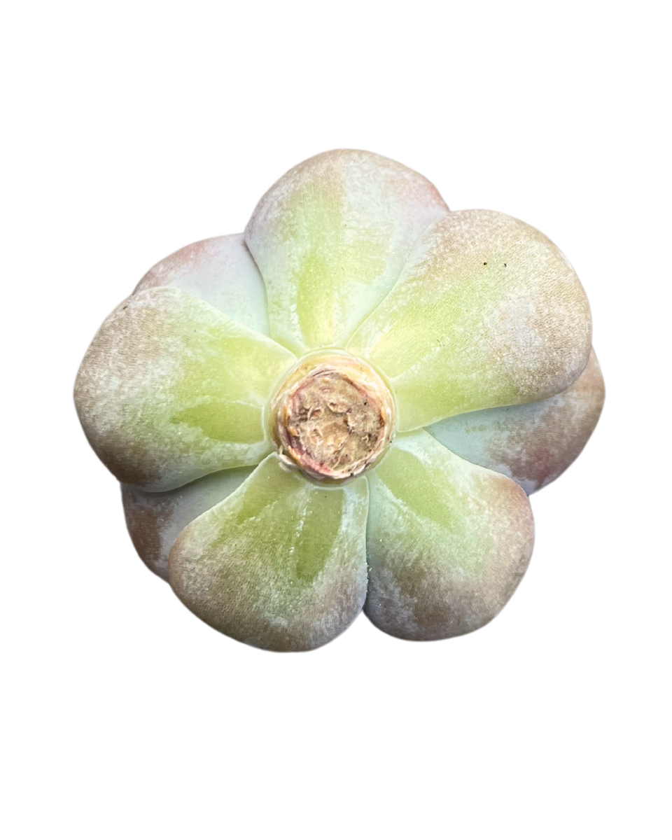 Pachyphytum Miss Jin – Springer Garden