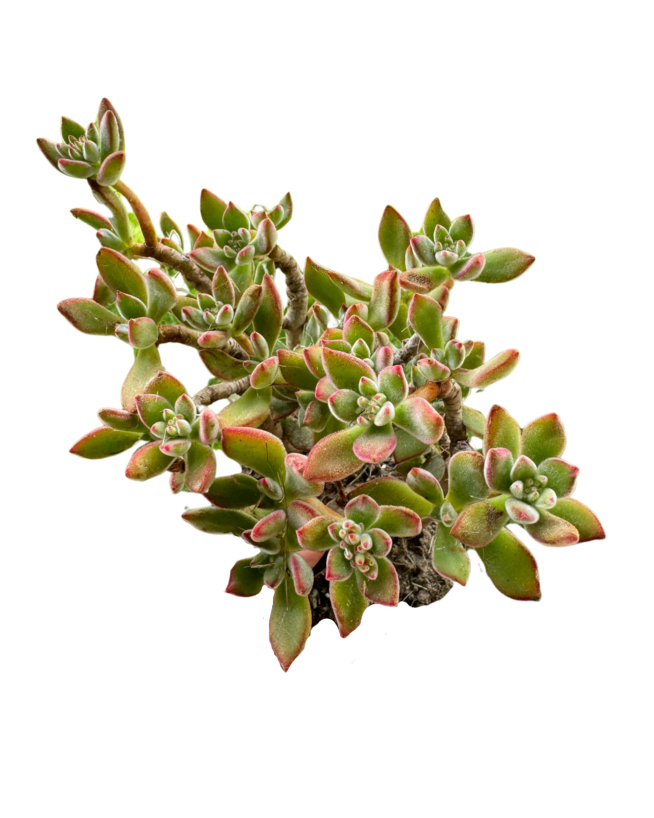 Echeveria Pulvinata Rose – Springer Hobbies