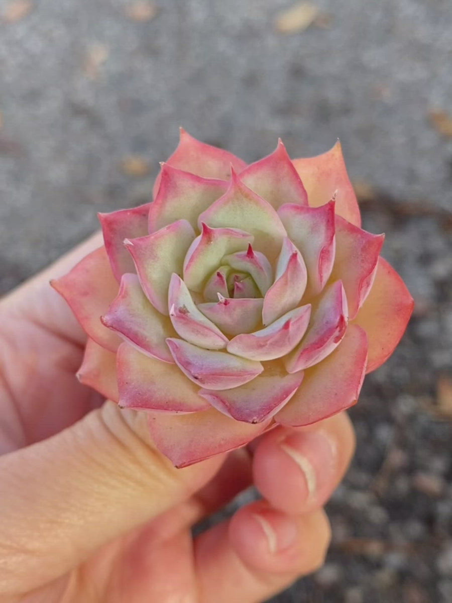 Echeveria Pink Tips – Springer Garden
