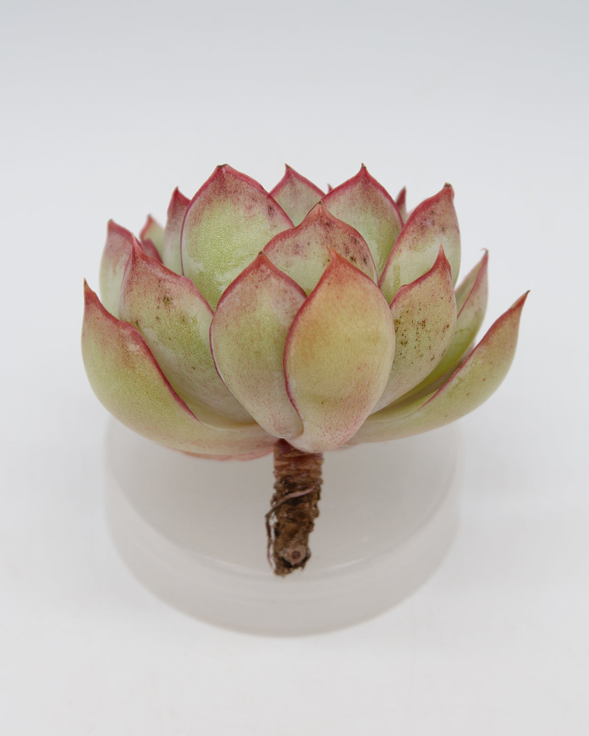 Echeveria Esther – Springer Garden