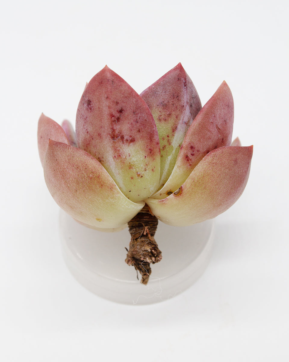 Echeveria Pink Champagne – Springer Garden