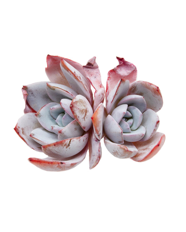 Echeveria White Lover – Springer Hobbies