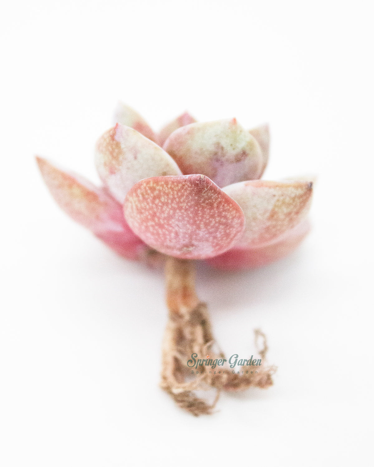 Echeveria German Champagne – Springer Hobbies