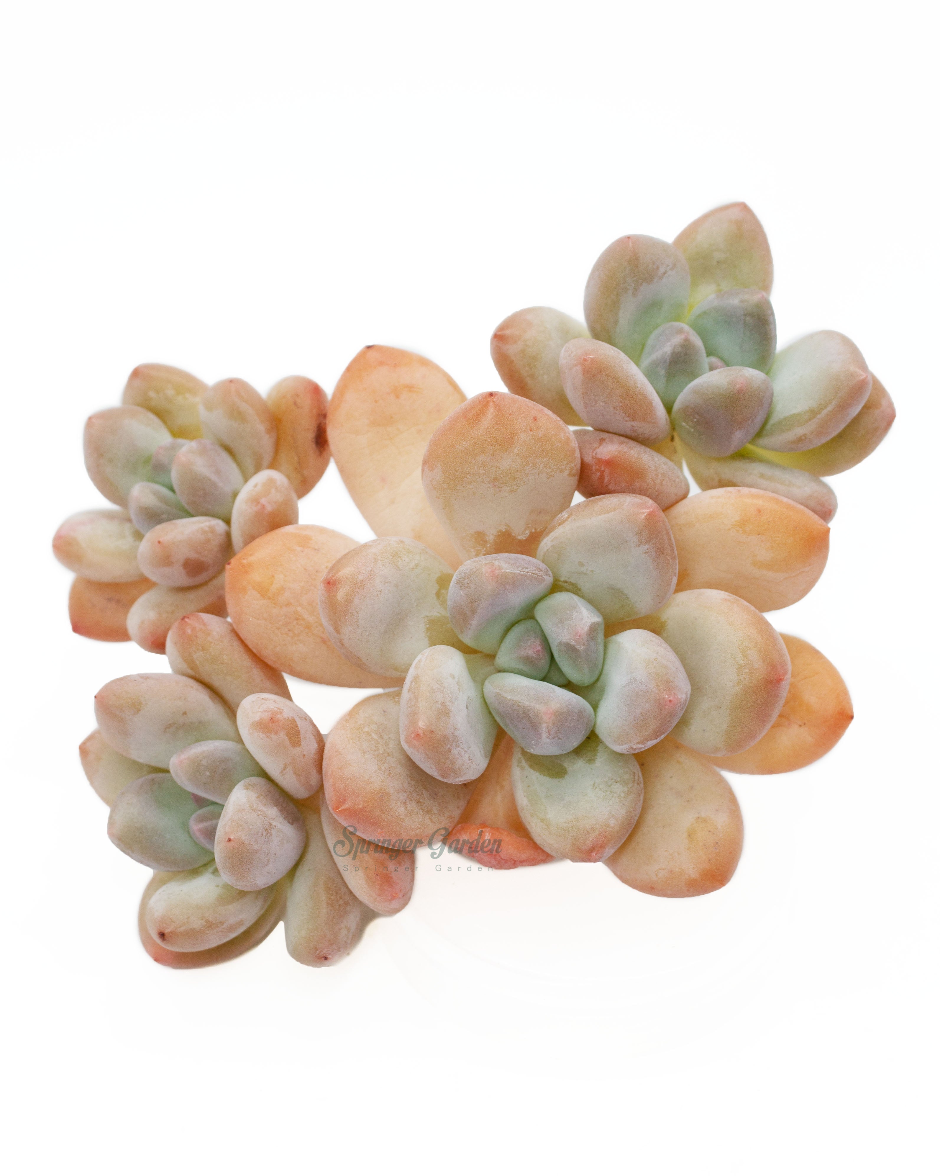 Pachyphytum cv Frevel – Springer Hobbies