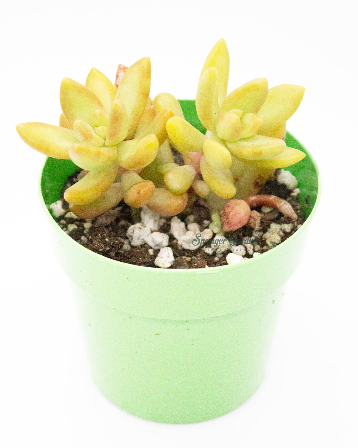 Sedum Adolphi/Adolfi Hybrid – Springer Garden