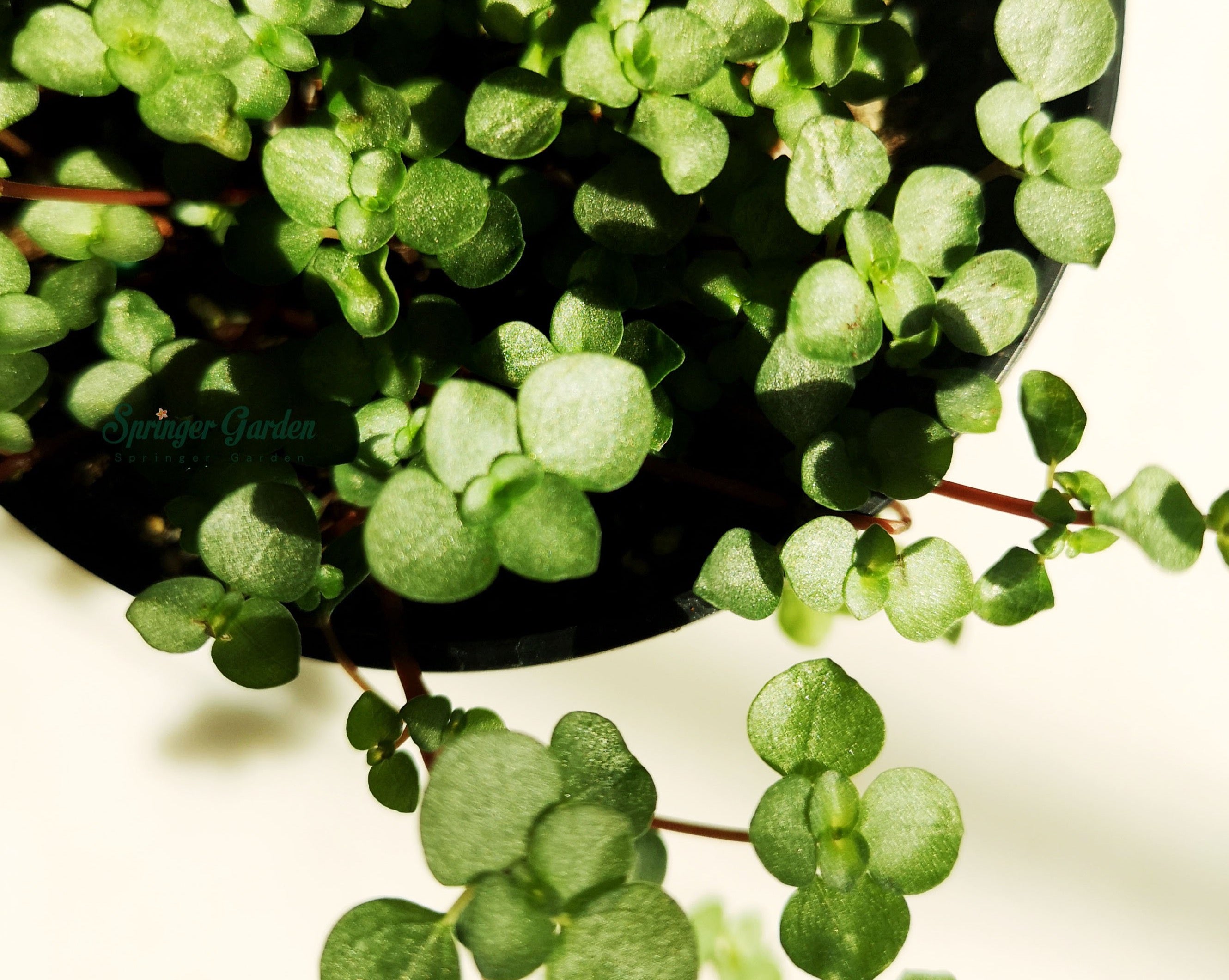 Sedum emarginatum – Chinese Stonecrop – Springer Hobbies