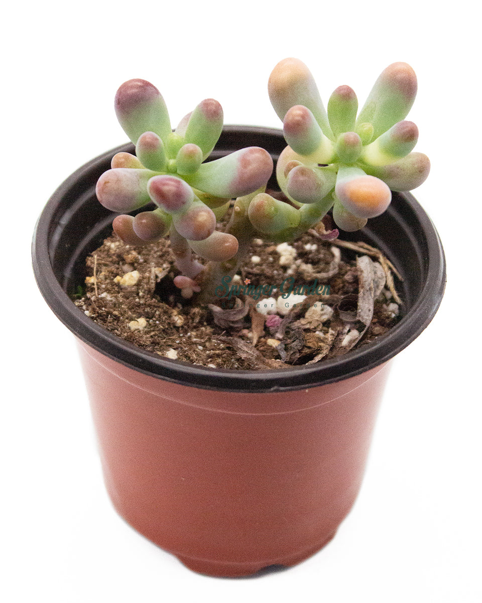 Sedum Pachyphyllum Rose – Springer Garden