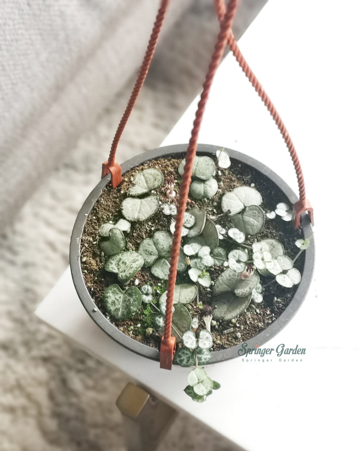 String of Hearts Silver Glory – Springer Garden